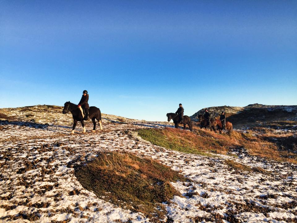 Icelandic horseback riding: Tölt | Guide to Iceland