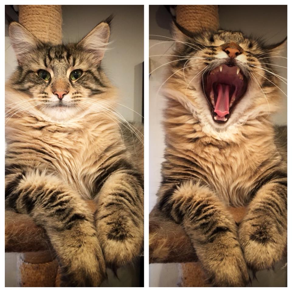 Cats of Reykjavík and Iceland's Christmas Cat | Guide to Iceland