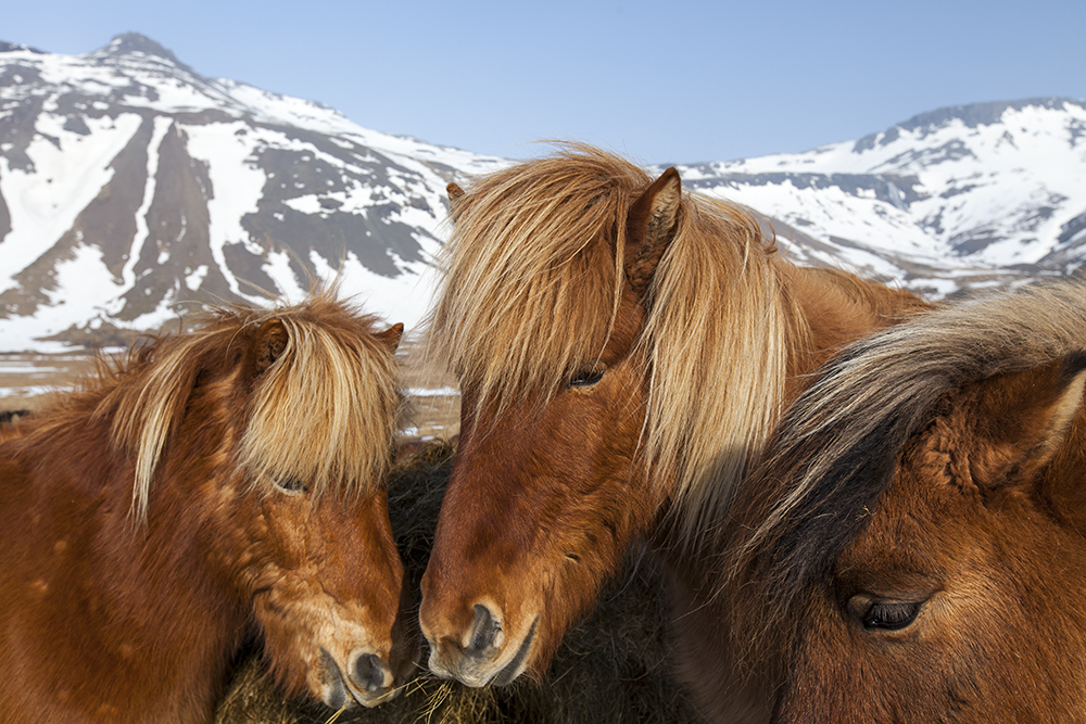 Icelandic Animals Tour Combo | Horse Riding, Whale & Puffin Watching