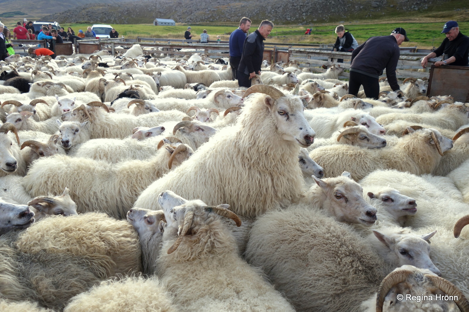 A Visit to Réttir - the Annual Round up of the Icelandic Sheep